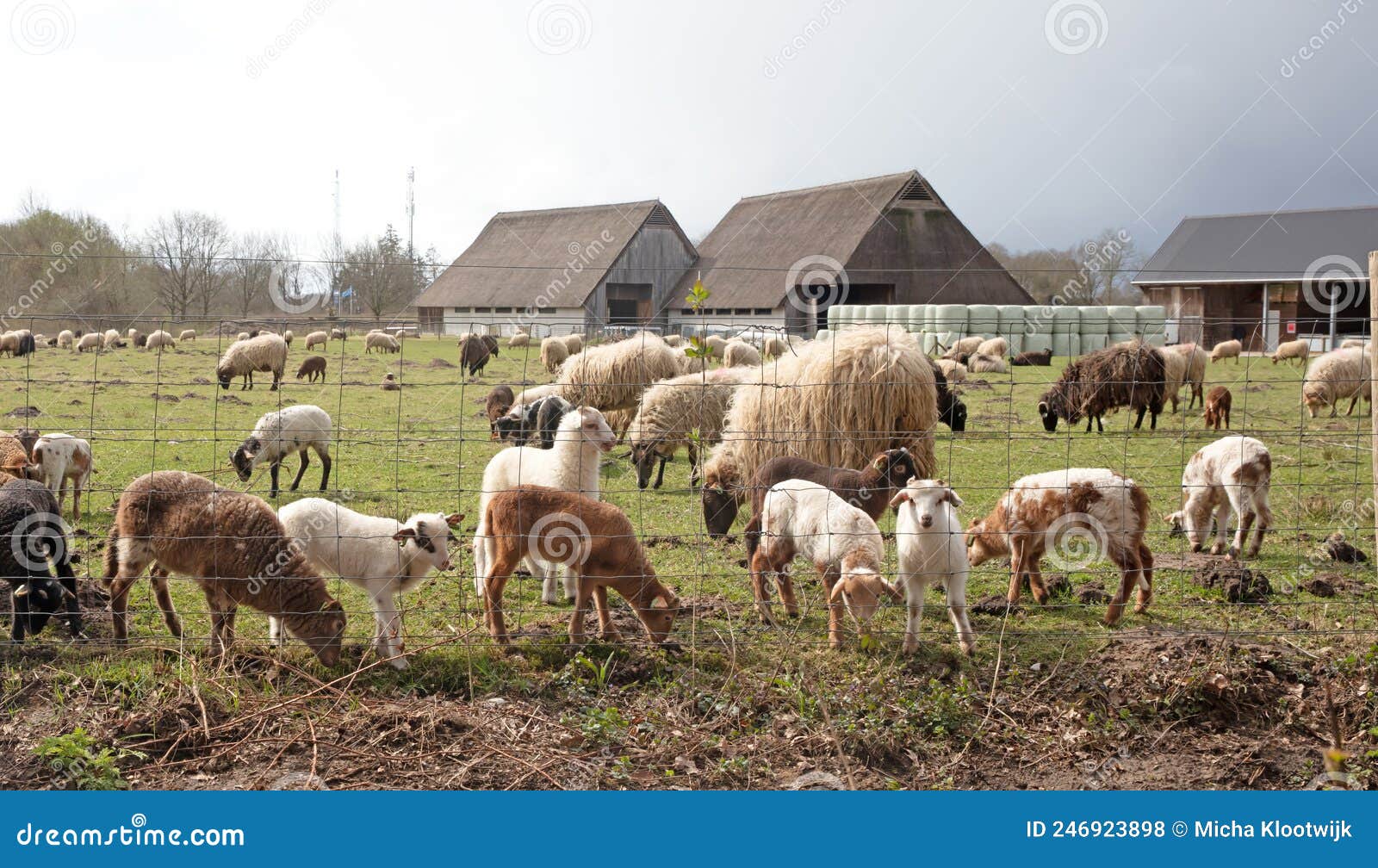 Mother Sheep and Many Lambs Stock Photo - Image of lamb, couple: 246923898