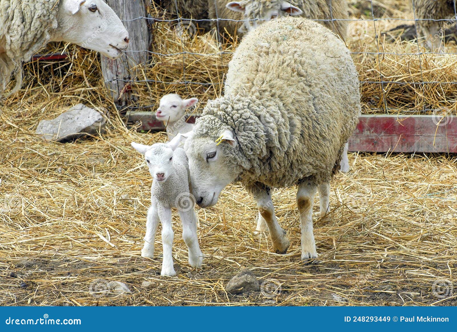 Mother Sheep Nuzzles Baby Lamb Stock Image - Image of ragged, funny ...