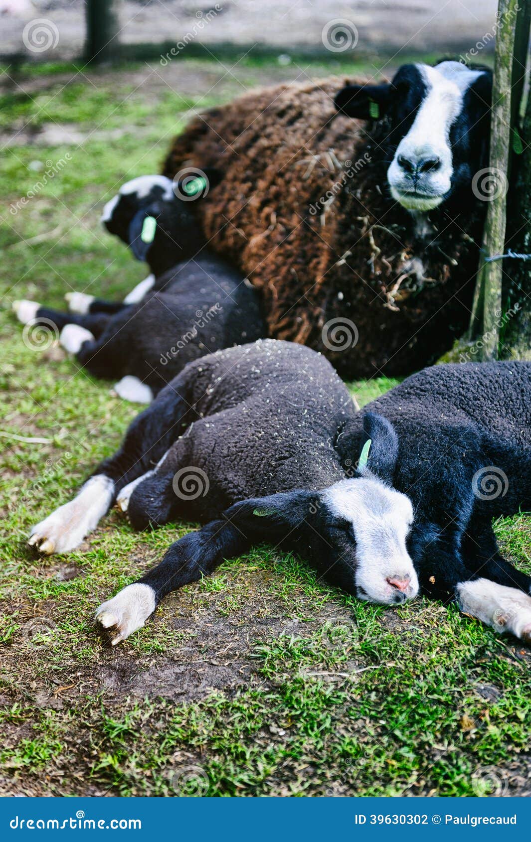 Mother Sheep Resting with Her Lambs Stock Photo - Image of ground, cute ...