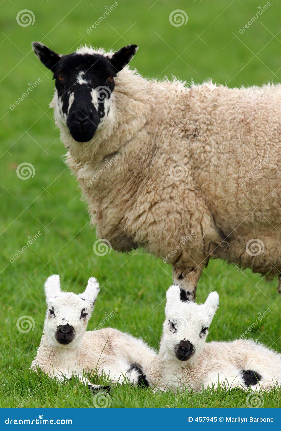 Mother Sheep and Twin Lambs Stock Image - Image of clothing, lamb: 457945