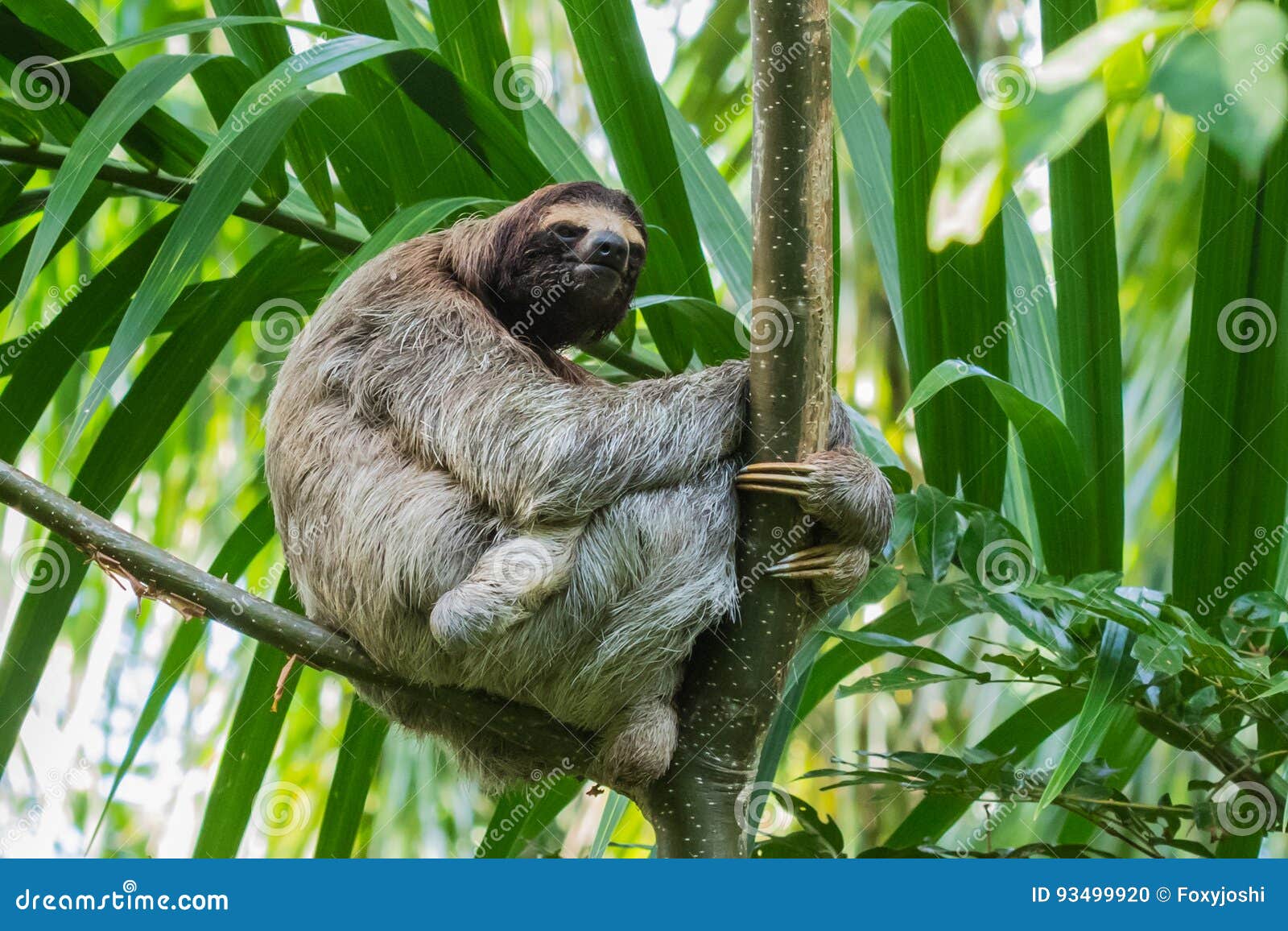 Mother Sloth with baby stock photo. Image of animal, panama - 93499920