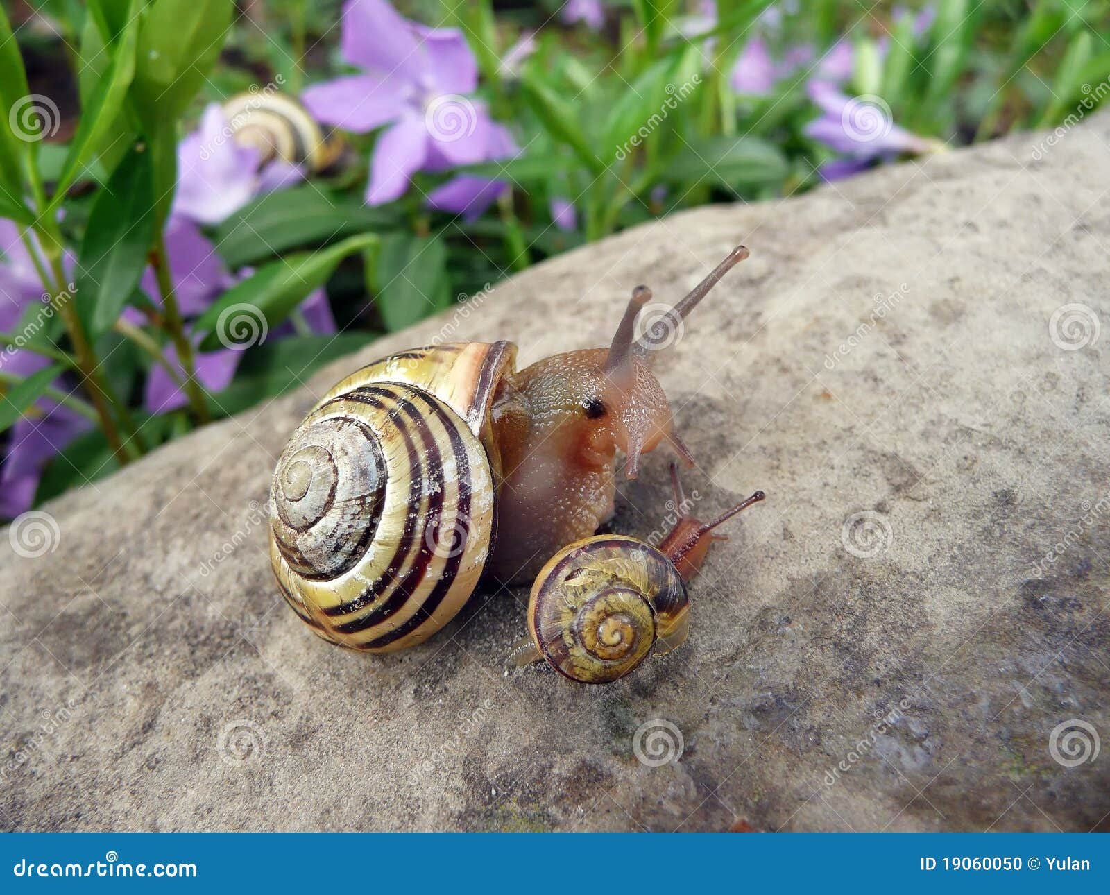 Mother snail with baby stock photo. Image of house, climbing - 19060050