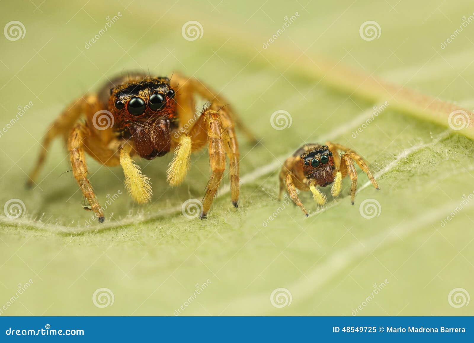 Mother and son! stock image. Image of jumping, magnification - 48549725