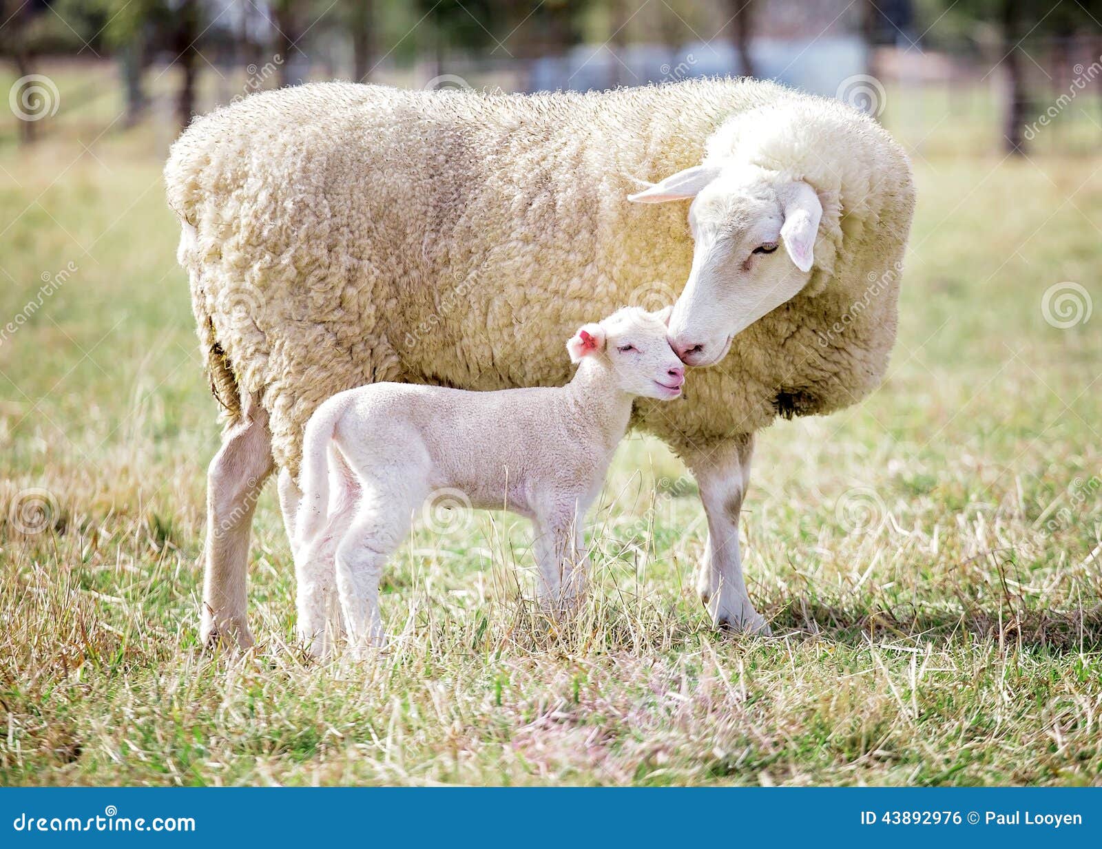 Mother and son 2 stock photo. Image of lamb, newborn - 43892976