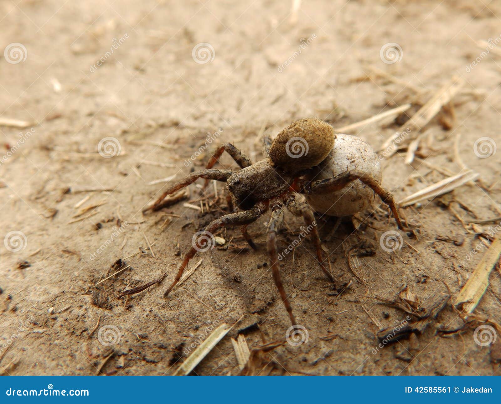 Mother spider on land stock image. Image of nature, garden - 42585561
