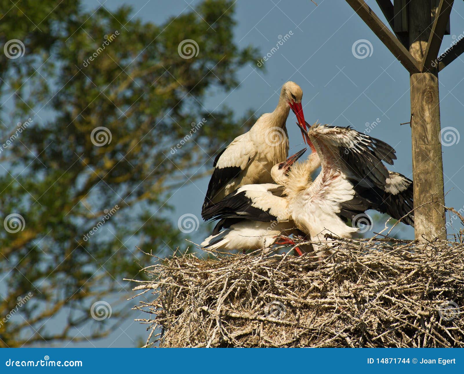 Mother Stork Feeding Her Chicken Stock Photo - Image of little, chicken ...