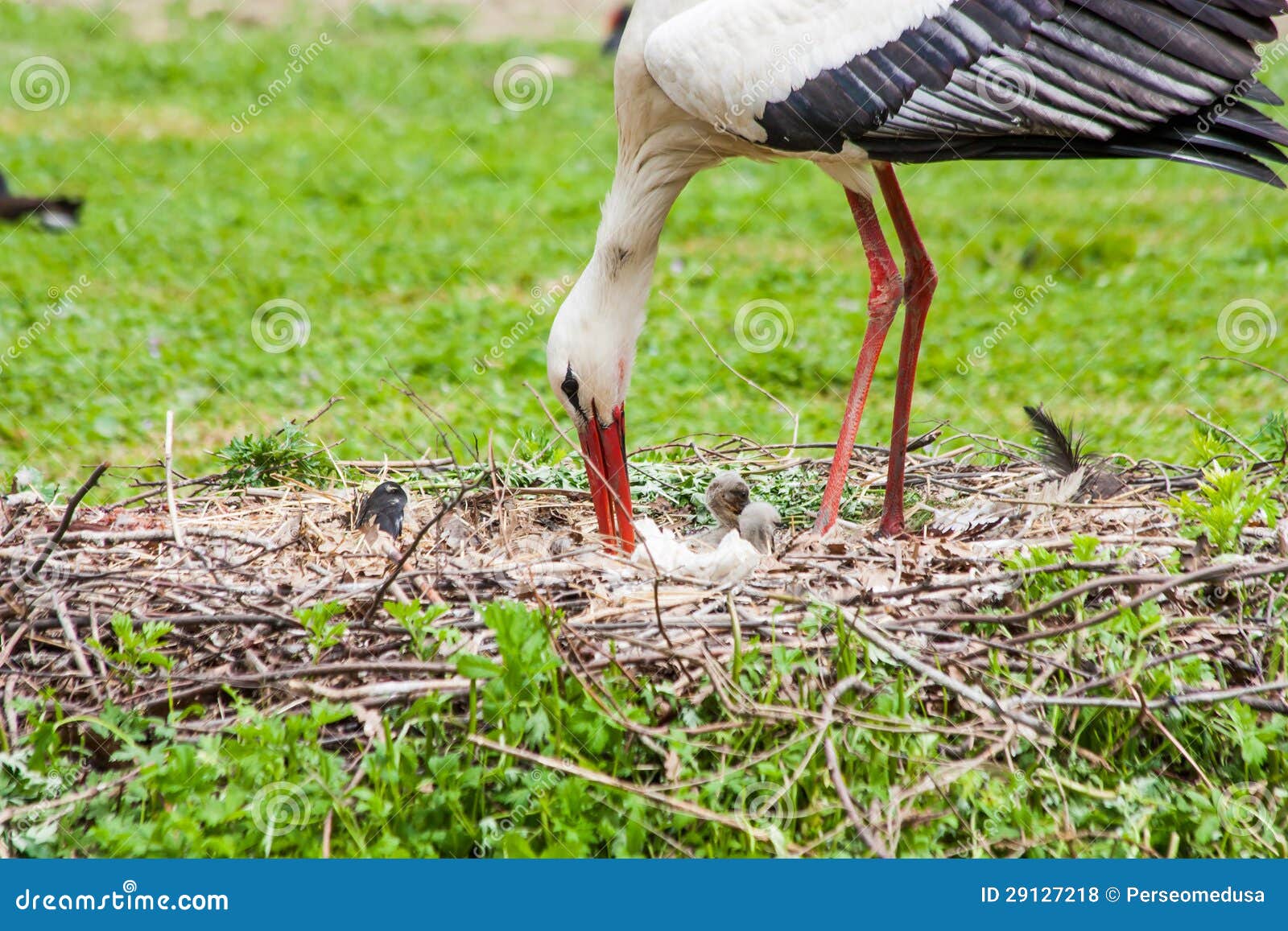 Mother Stork Feeding Its Youngs Stock Photo - Image of child, life ...