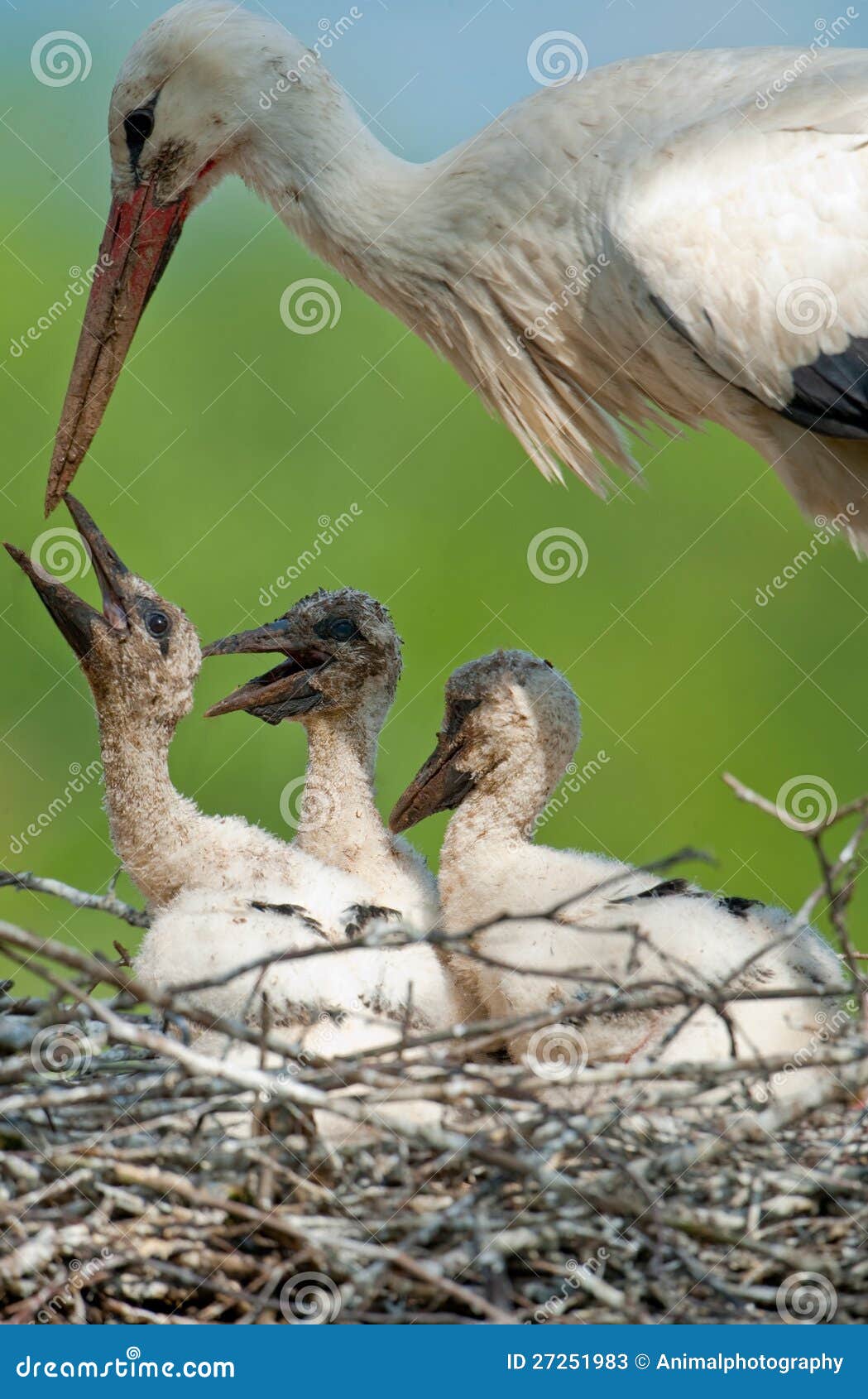 Mother Stork with Three Babystorks Stock Image - Image of child, large ...