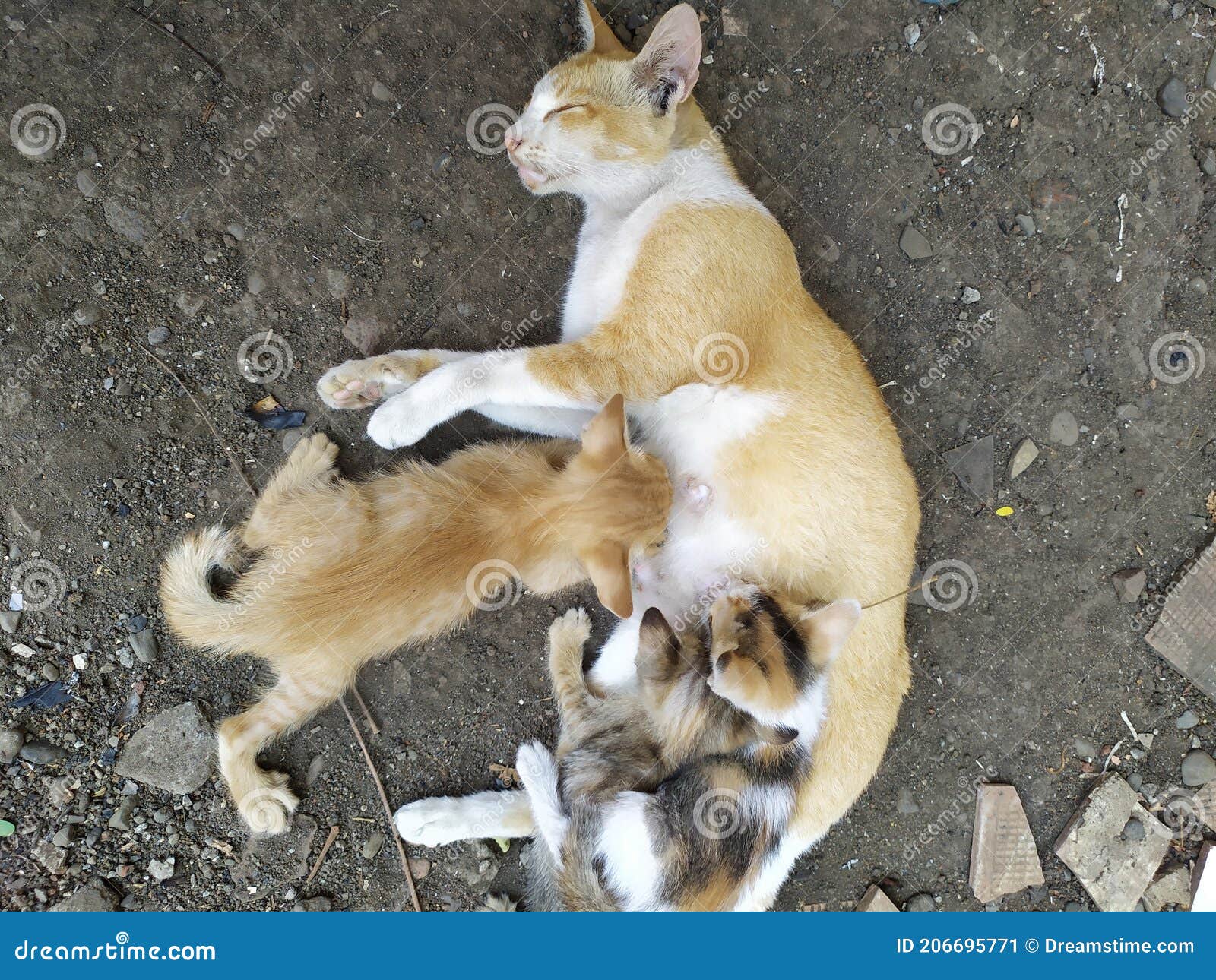 Mother Stray Cat with Her Children Stock Image - Image of stray ...