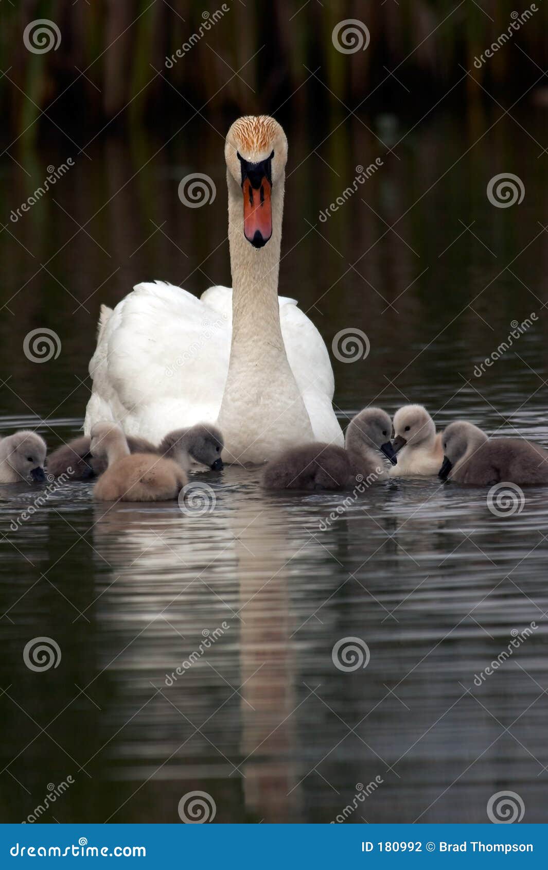 Mother Swan with Babies stock photo. Image of swim, mother - 180992