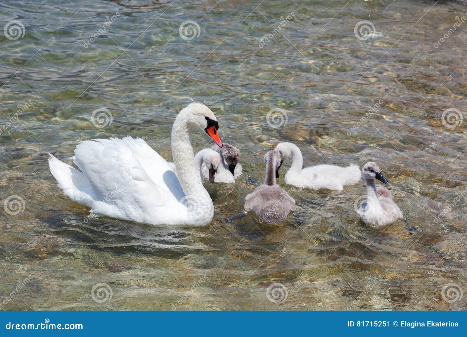 Mother swan with babies stock image. Image of mute, innocent - 81715251