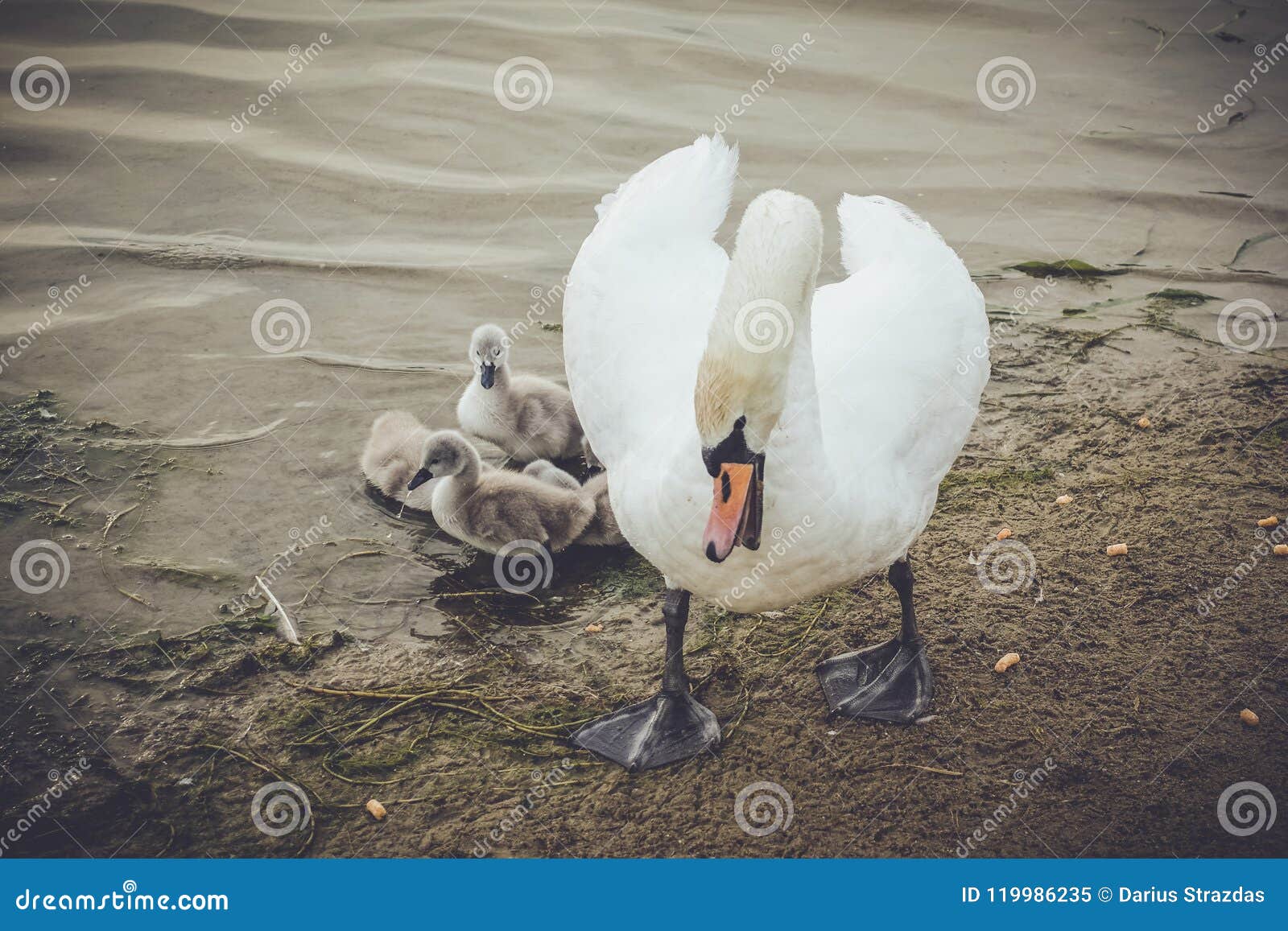 Mother Swan Defending Her Babies Stock Image - Image of bird, swan ...
