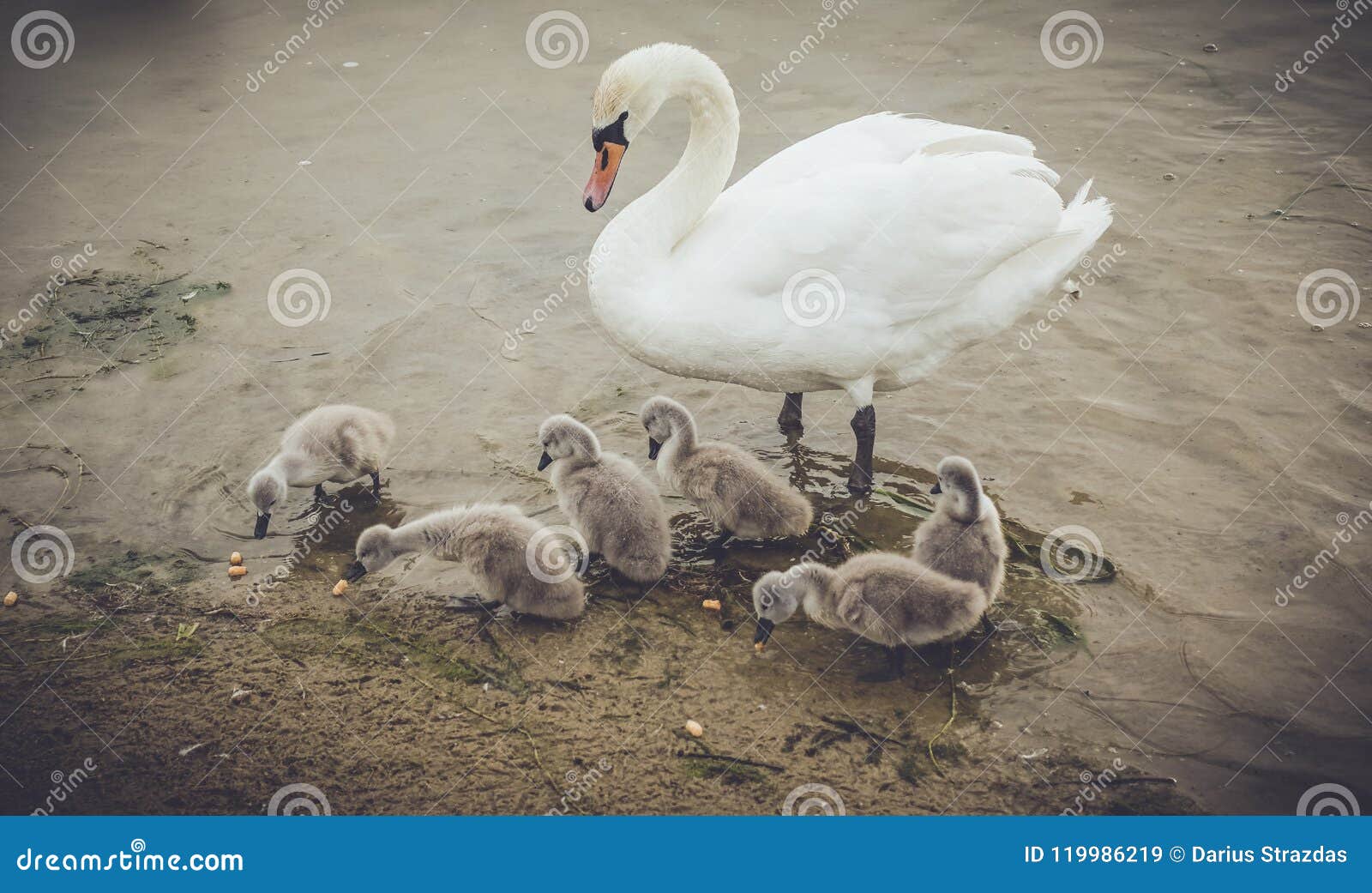 Mother Swan with Her Babies Stock Image - Image of caring, europe ...
