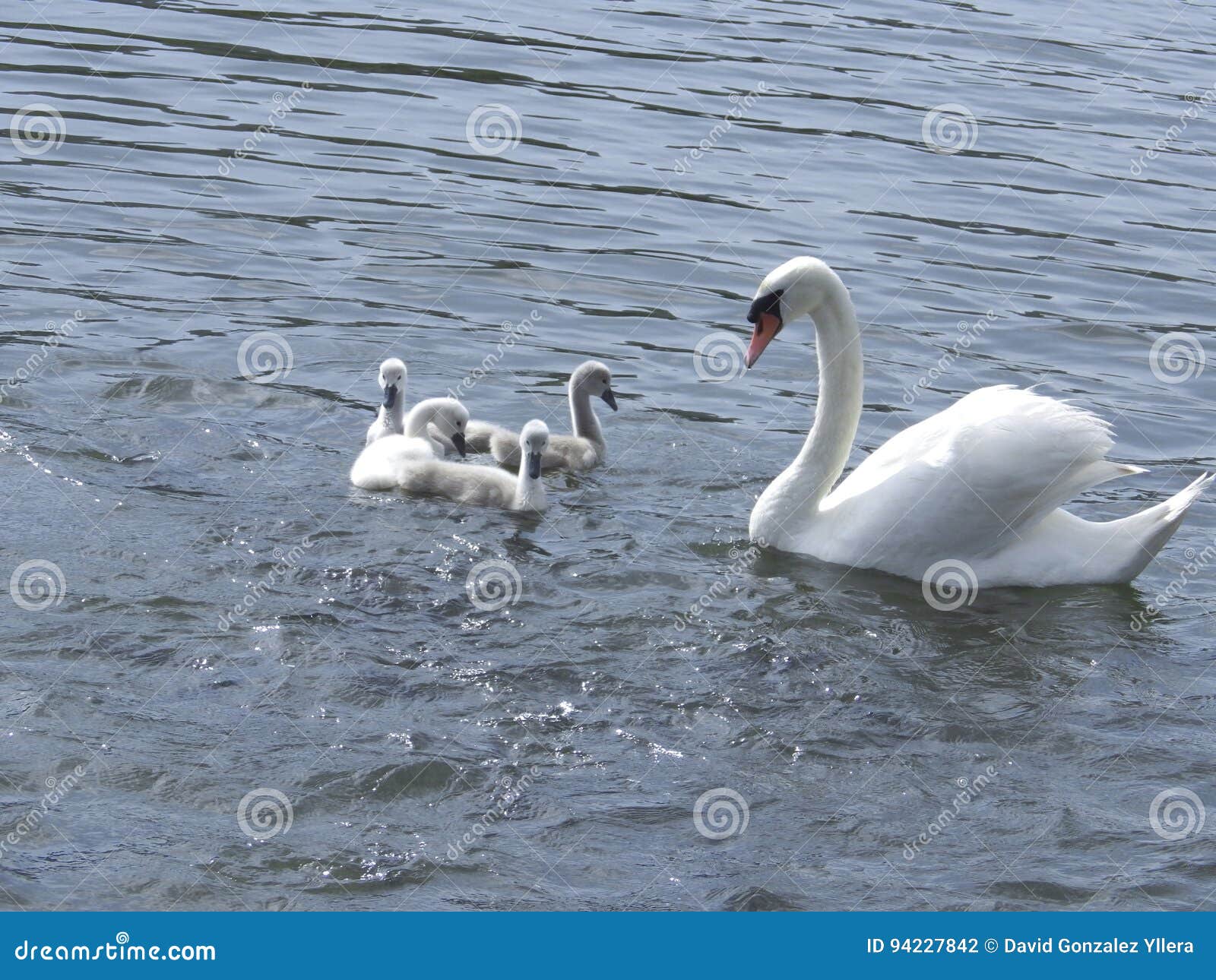 Mother swan stock photo. Image of cottage, daughters - 94227842