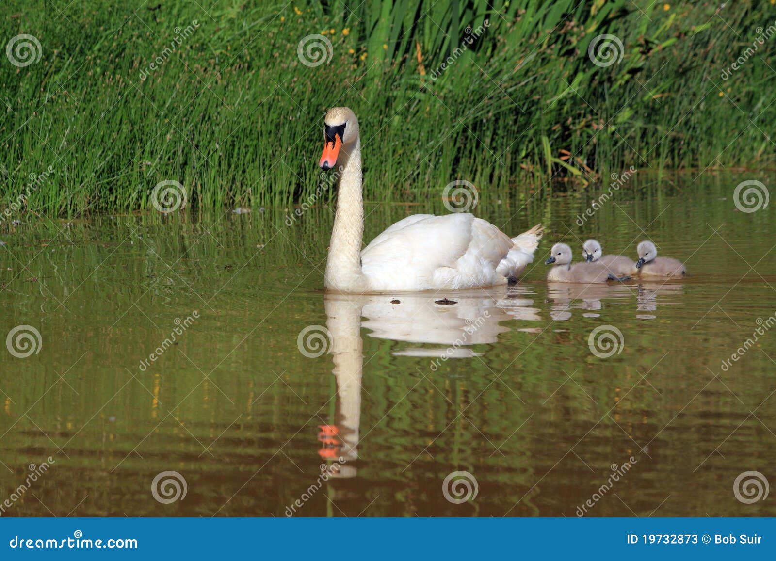 Mother Swan With Little Swan Chicks On A Wild Lake In Summer Stock ...