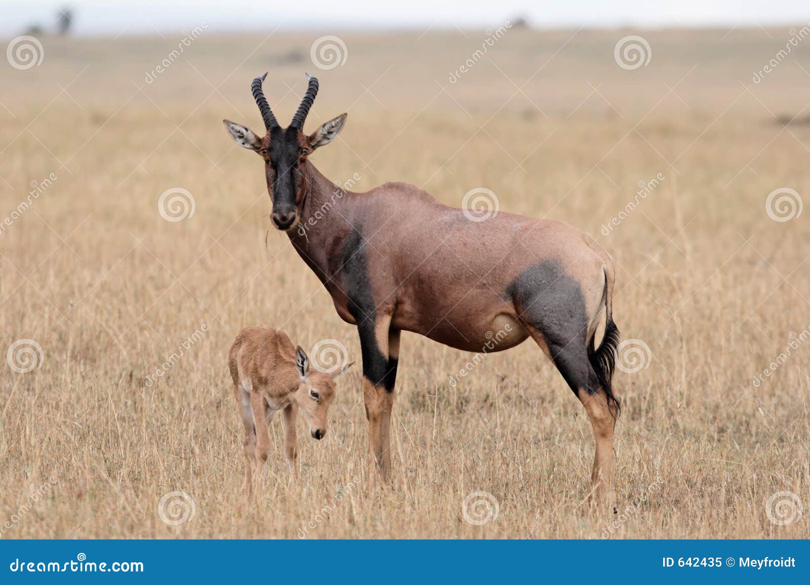 Mother Topi and calf stock image. Image of look, calf, mother - 642435