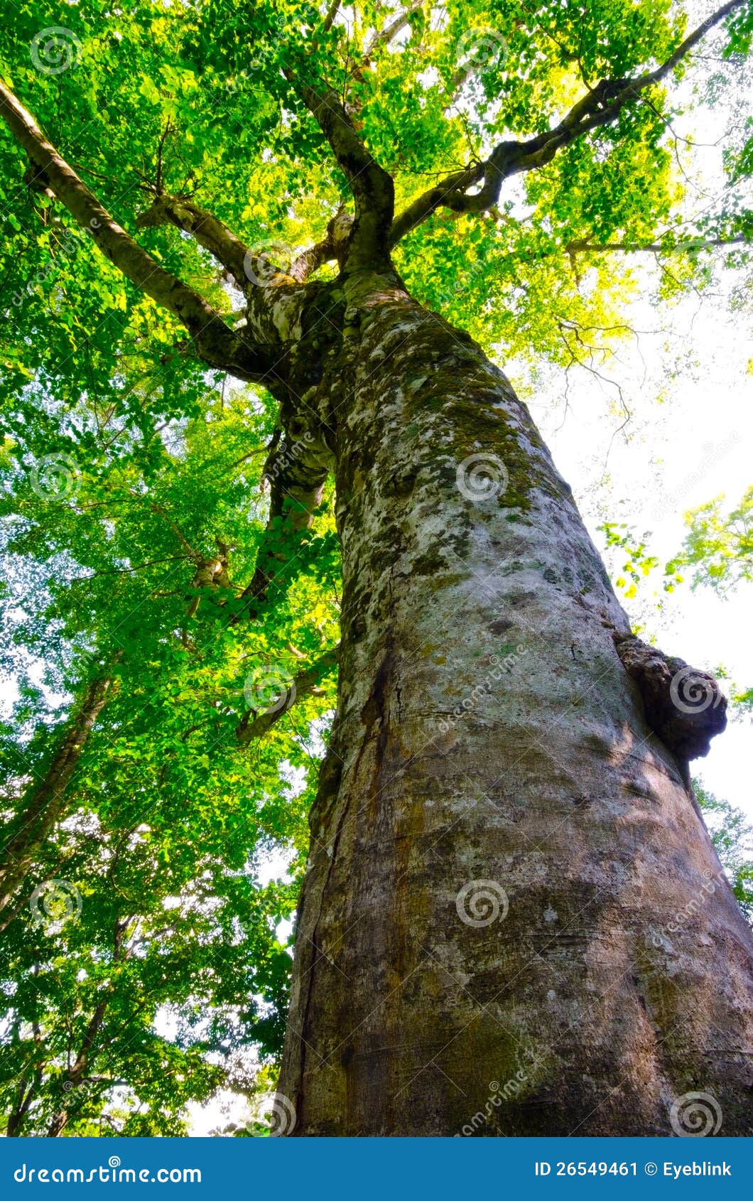 Mother Tree stock image. Image of walking, forest, beech - 26549461