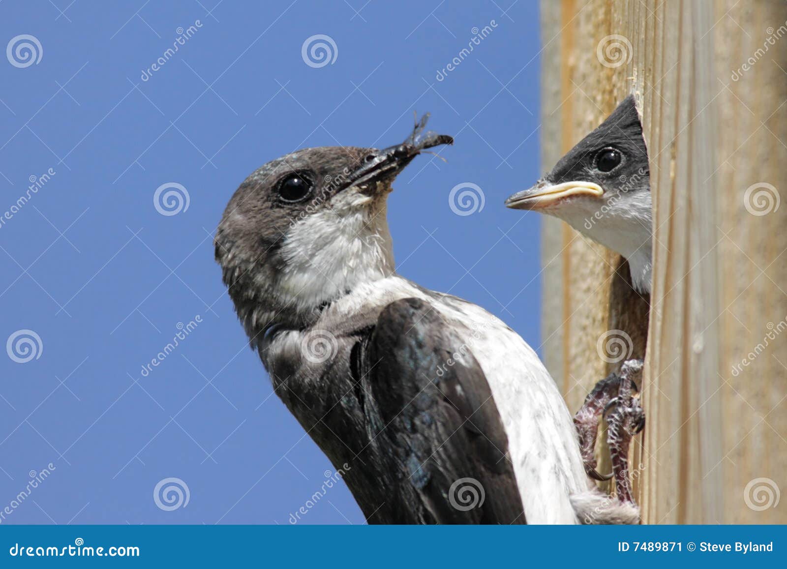 Mother Tree Swallow Feeding Baby Stock Image - Image of perched, bird ...