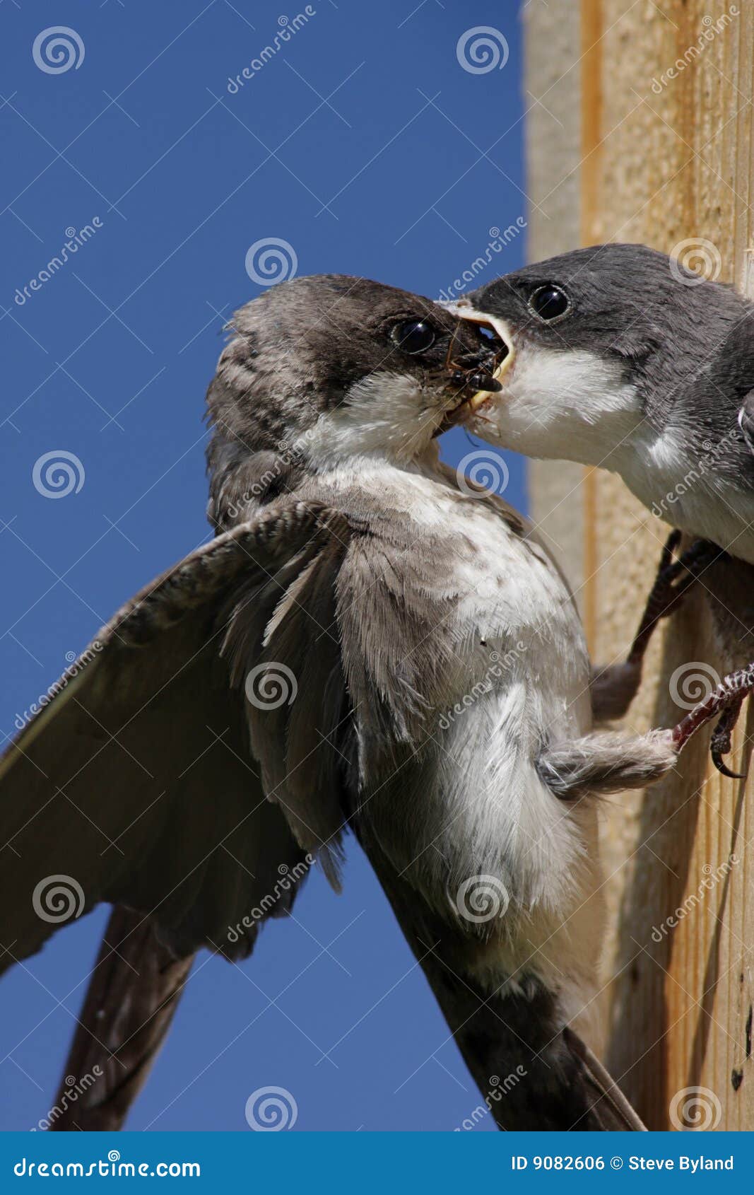 Mother Tree Swallow Feeding Baby Stock Photo - Image of feathers, wing ...