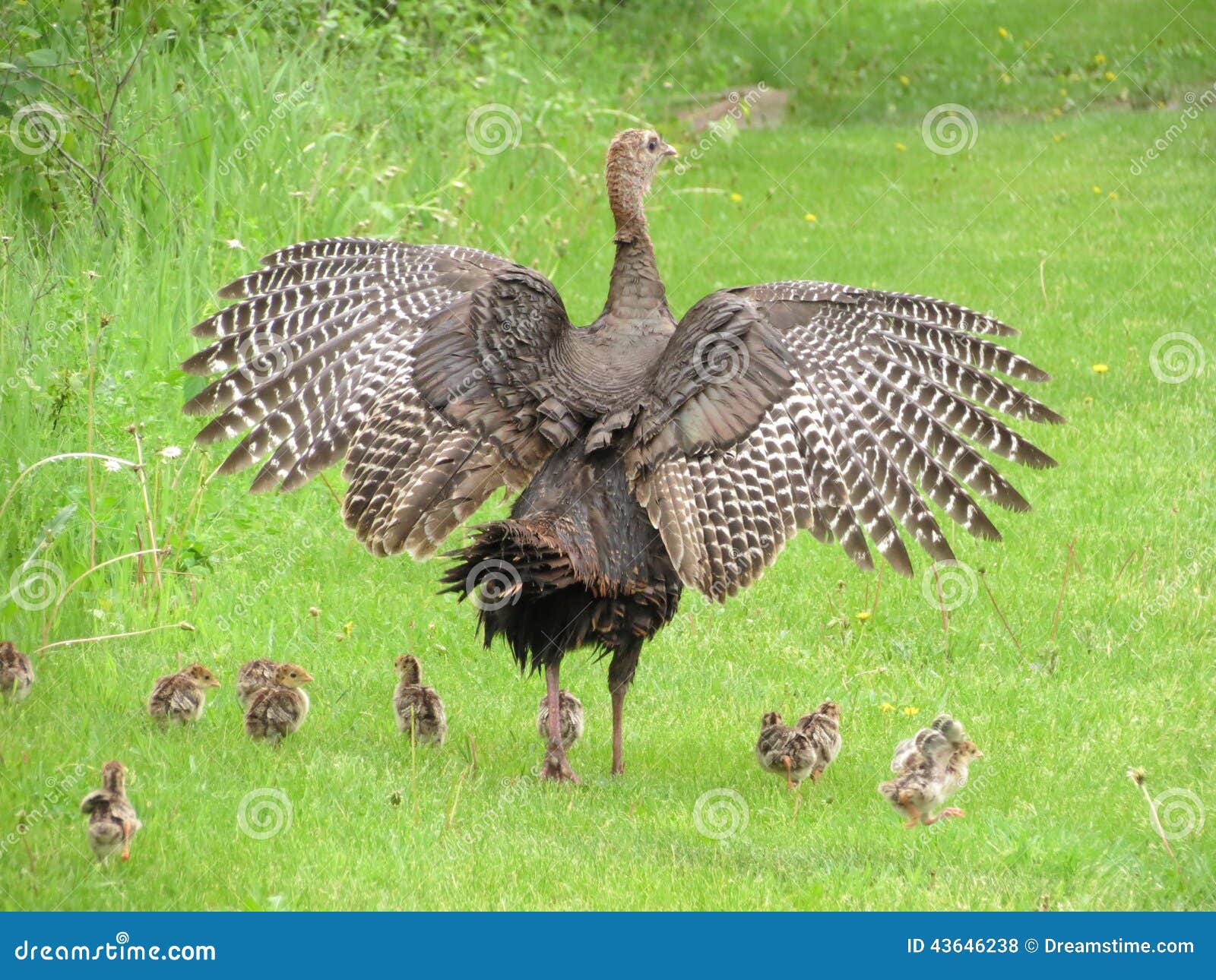 Mother Turkey and Chicks stock photo. Image of chicks - 43646238