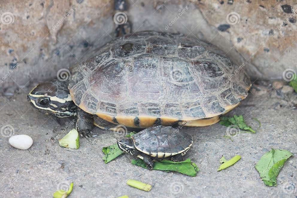 Mother Turtle with it S Baby Stock Photo - Image of single, amphibian ...
