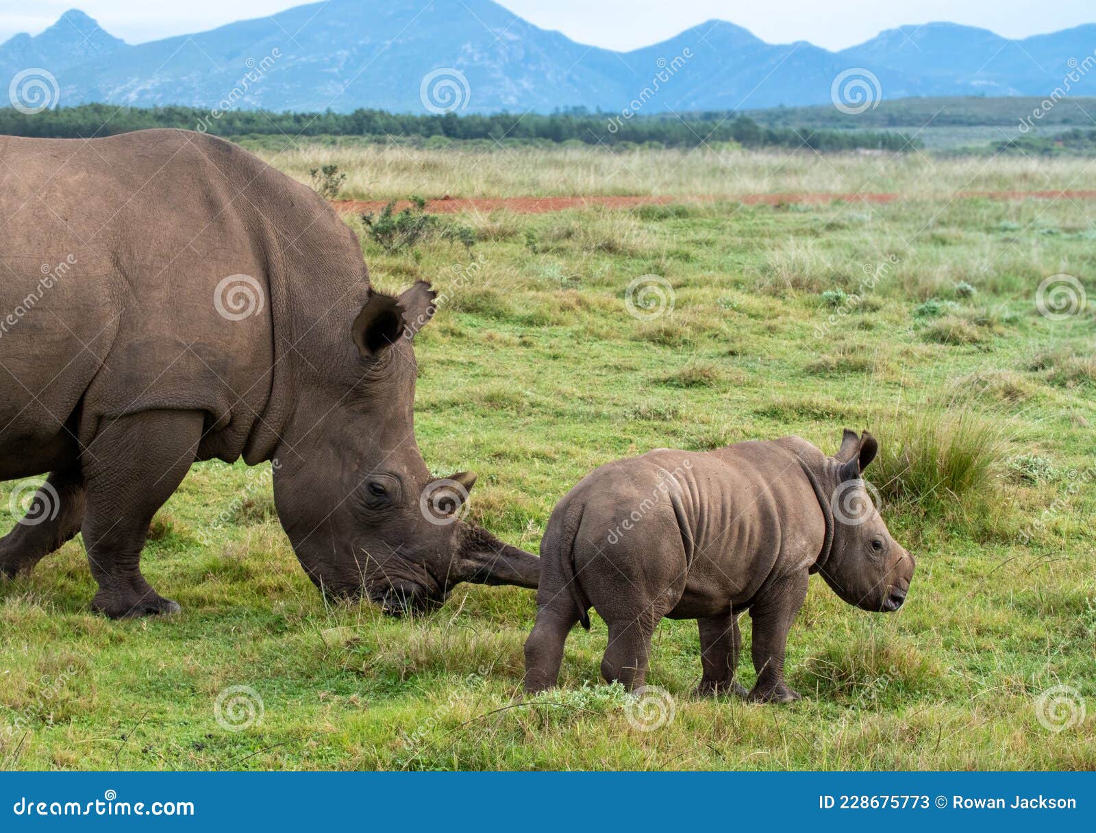Small Rhino Without Horn. Rhinoceros In Zoo Enclosure. Endangered ...