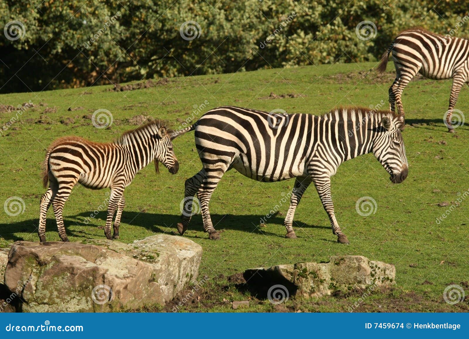 Mother zebra with child stock photo. Image of mammal, wildlife - 7459674