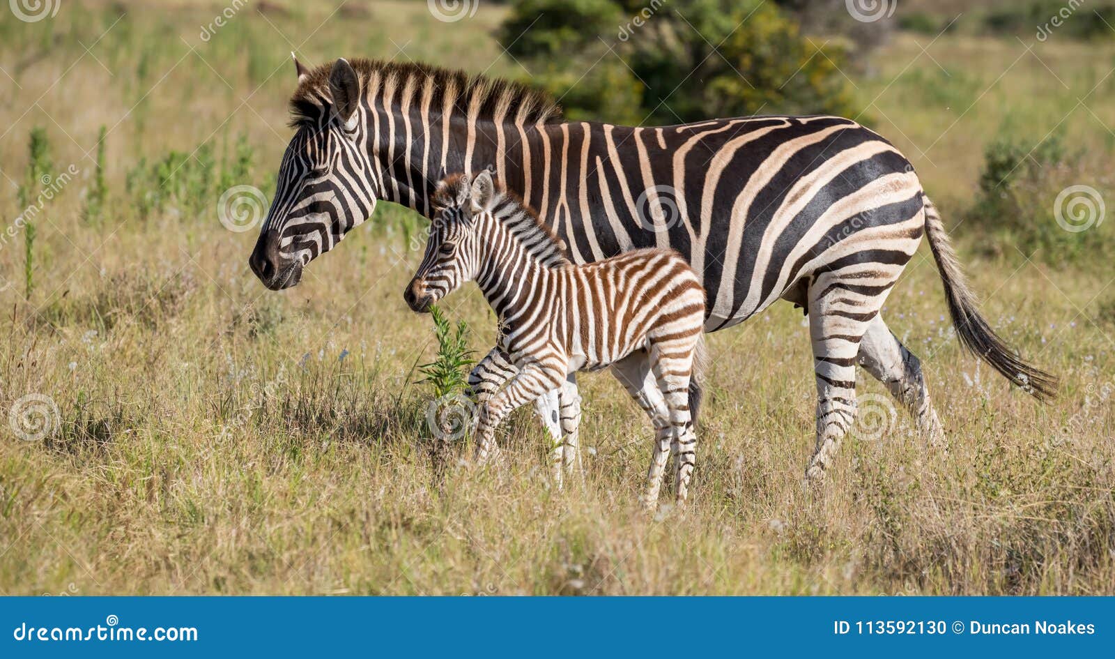 Mother Zebra and Her Foal stock photo. Image of savannah - 113592130