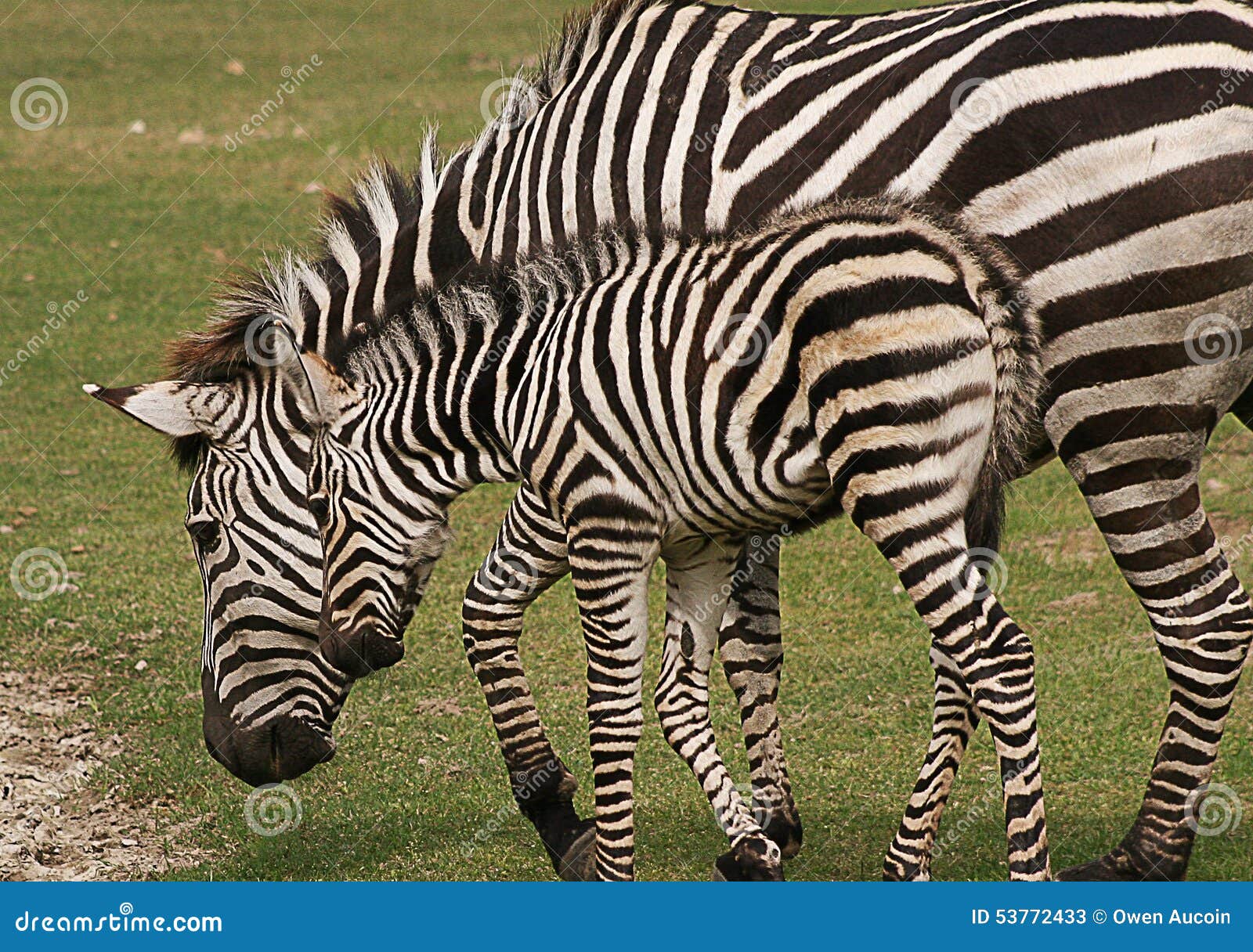 Mother Zebra And Fowl. South Africa Stock Photo | CartoonDealer.com ...