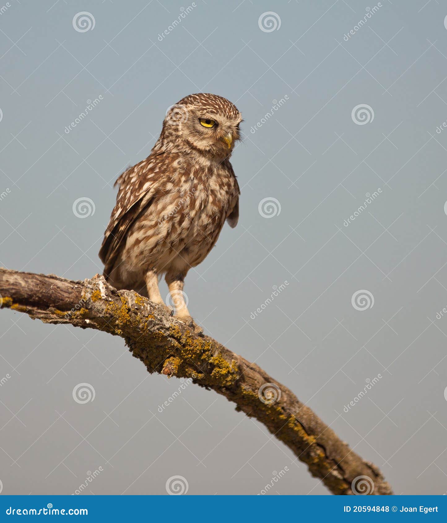 MotherLittle Owl on guard stock photo. Image of athene - 20594848