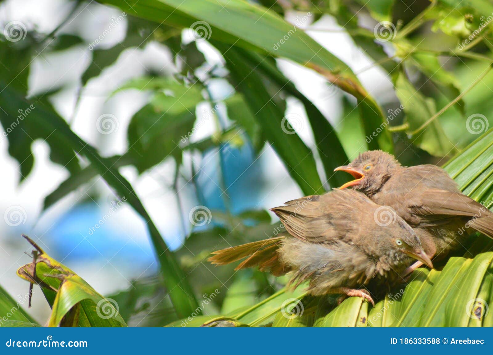 Mothers care birds on leaf stock photo. Image of beak - 186333588