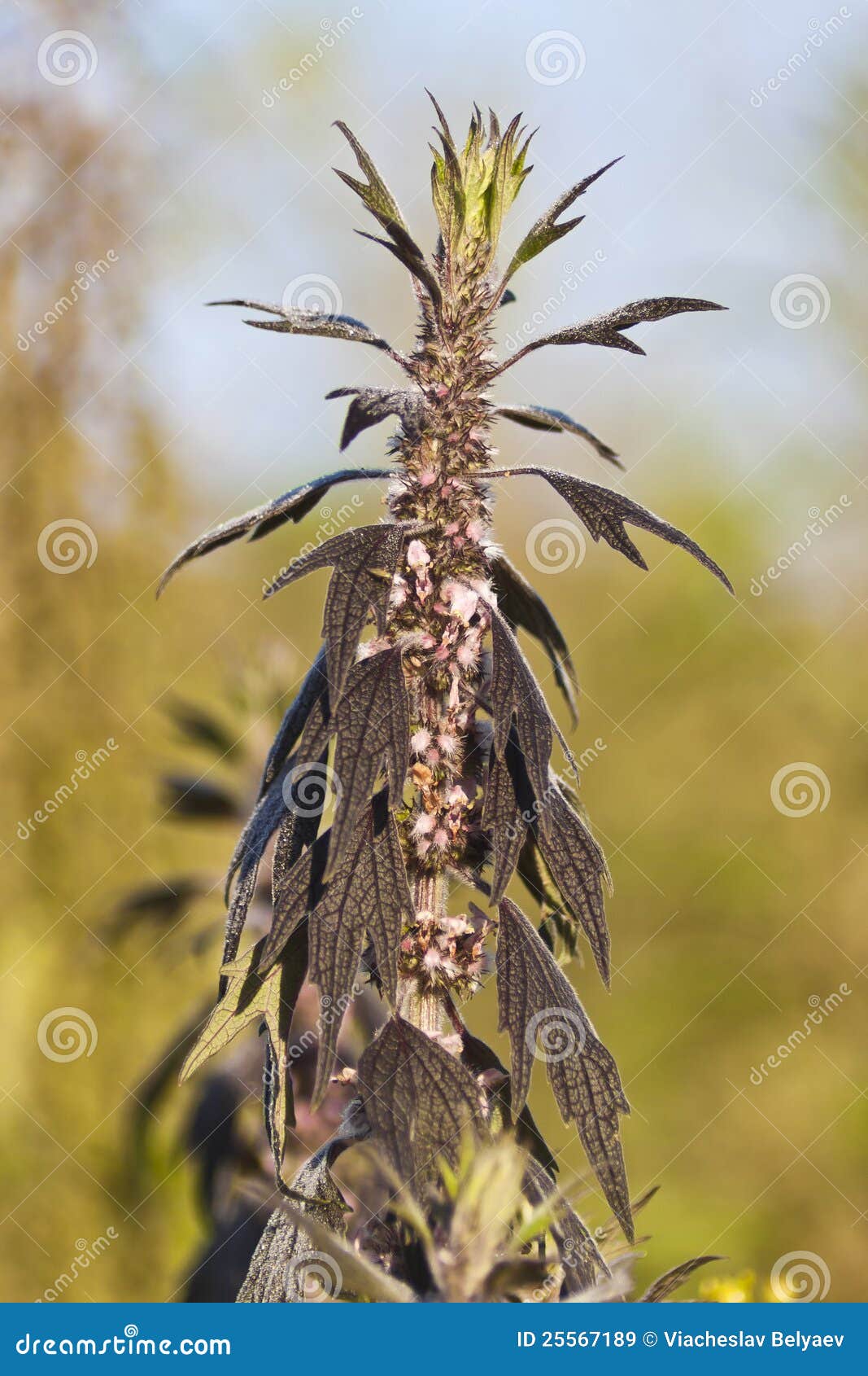 Motherwort (Leonurus Cardiaca) Stock Image - Image of blood, leaves ...