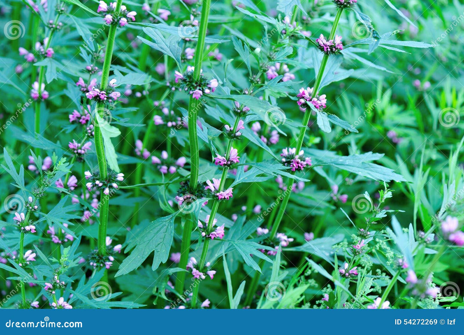 Motherwort plants in field stock image. Image of cultivated - 54272269