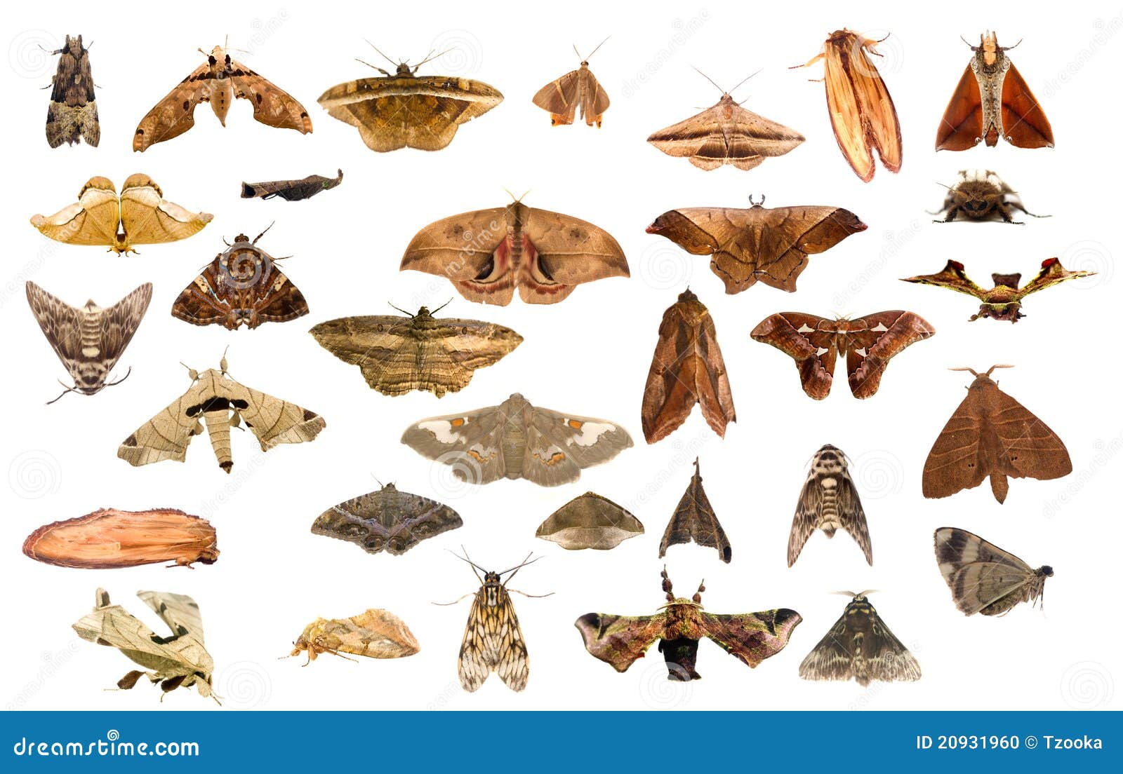 Moths stock photo. Image of studio, tropics, collection - 20931960