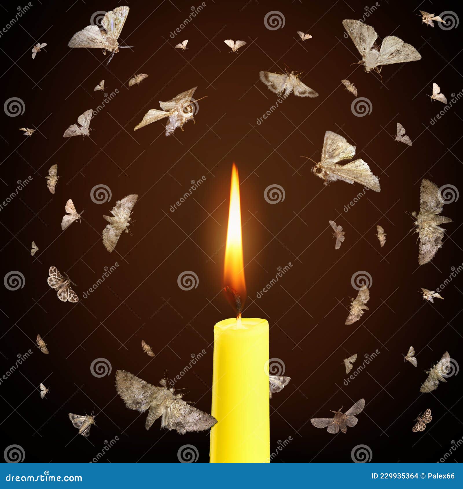 Moths and Candle Burning Light Stock Photo - Image of illumination ...