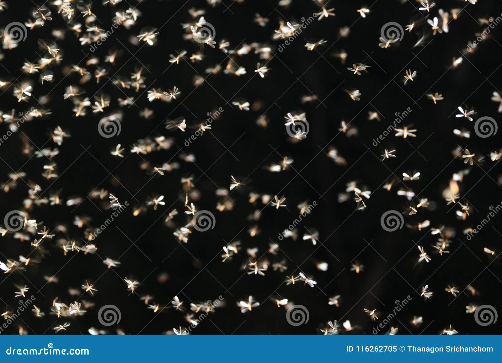 Moths Flying Around the Light Bulbs. Stock Image - Image of night ...