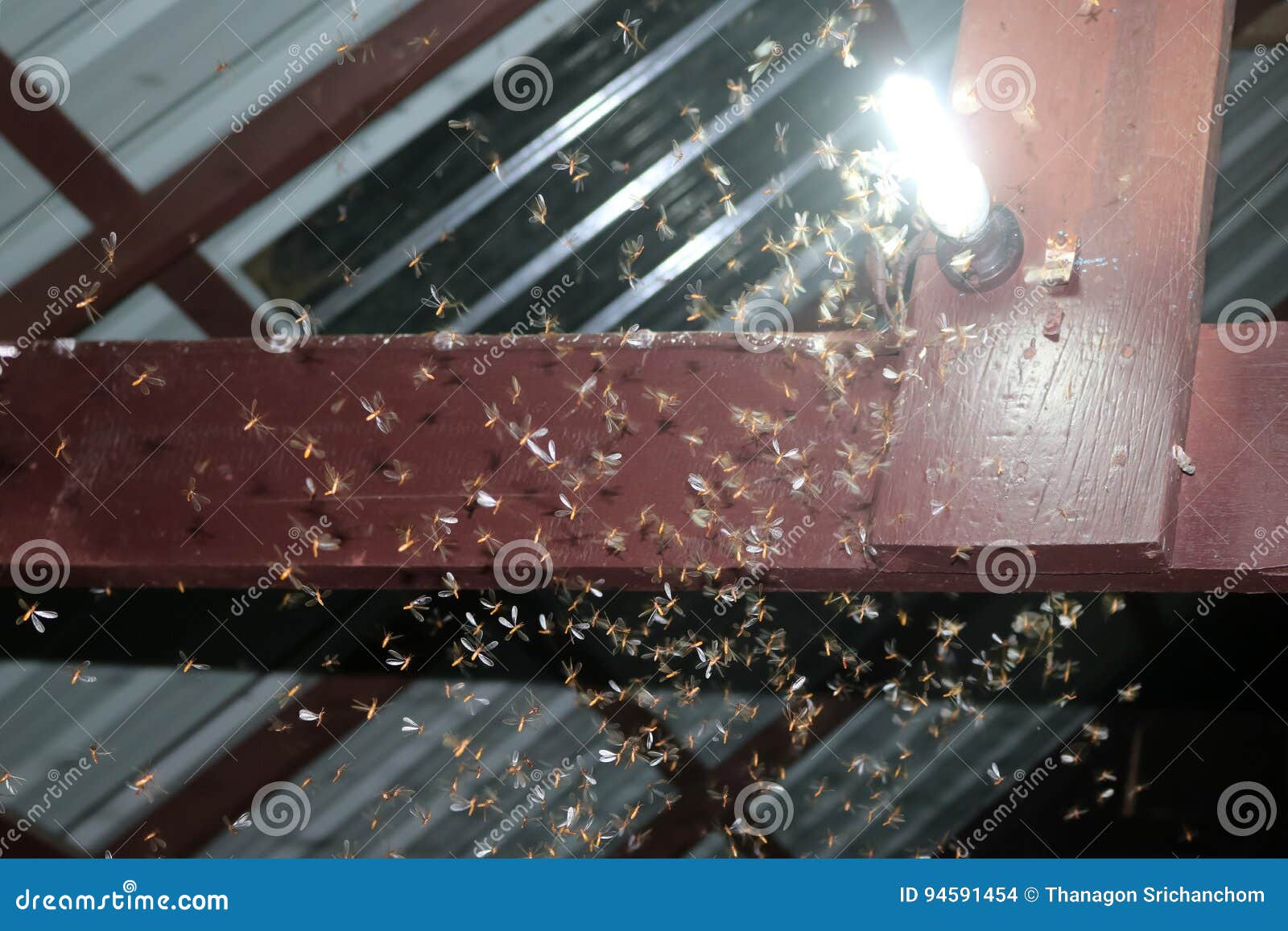 Moths Flying Around Light Bulbs. Stock Photo - Image of house, design ...