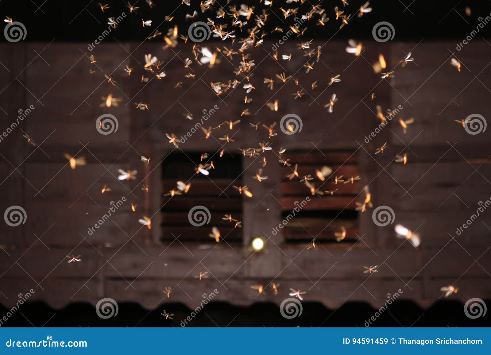 Moths Flying Around Light Bulbs. Stock Image - Image of background ...
