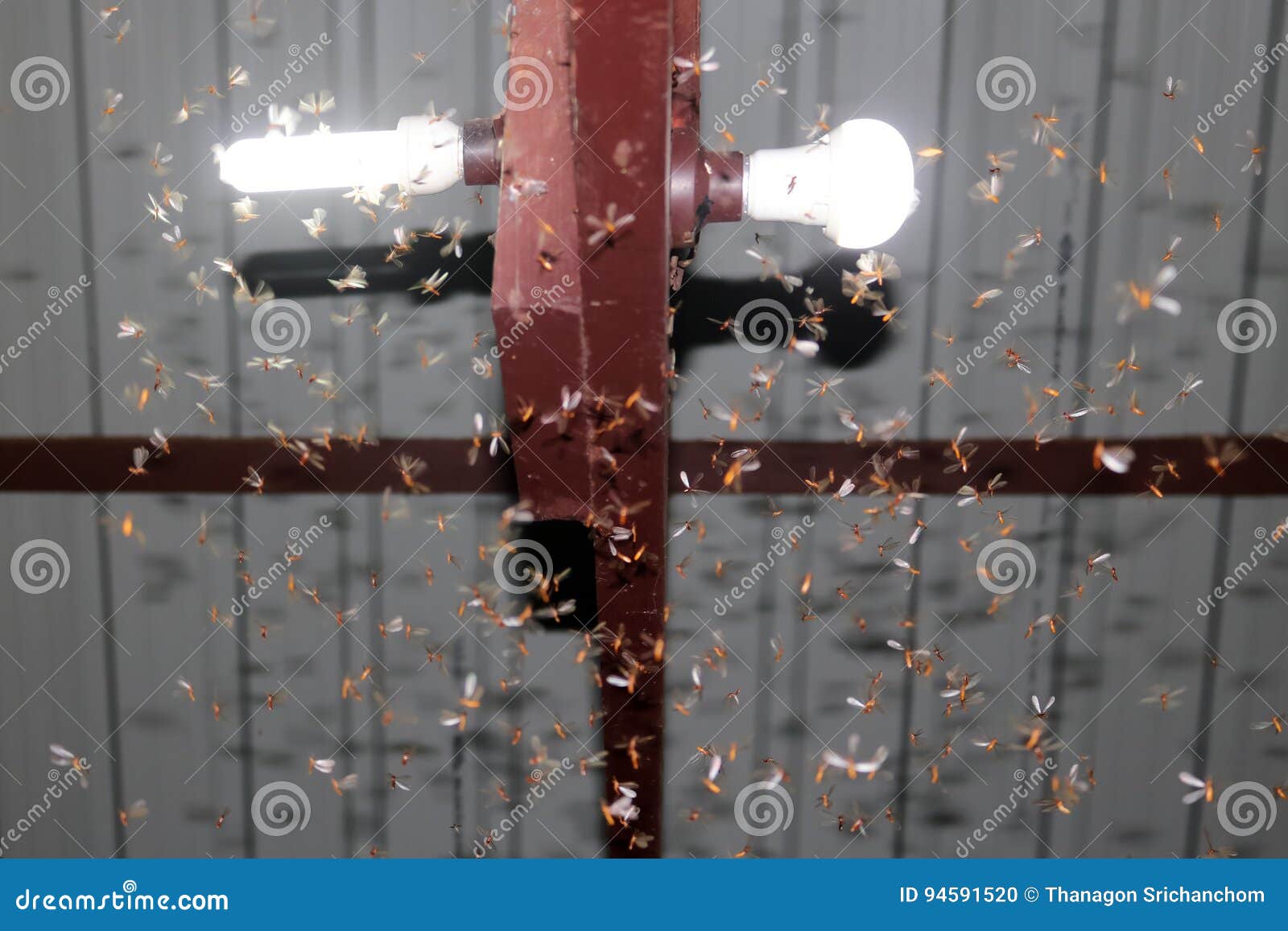 Moths Flying Around Light Bulbs. Stock Photo - Image of night, nature ...