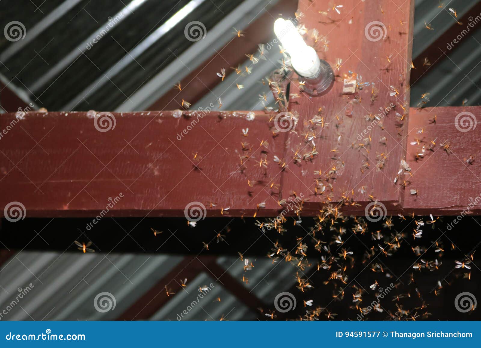 Moths Flying Around Light Bulbs. Stock Image - Image of house, moth ...