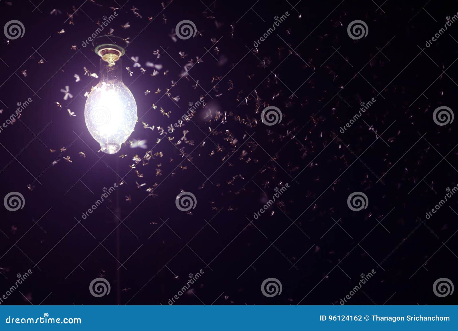 Moths Flying Around Purple Light Bulbs. Stock Photo - Image of energy ...