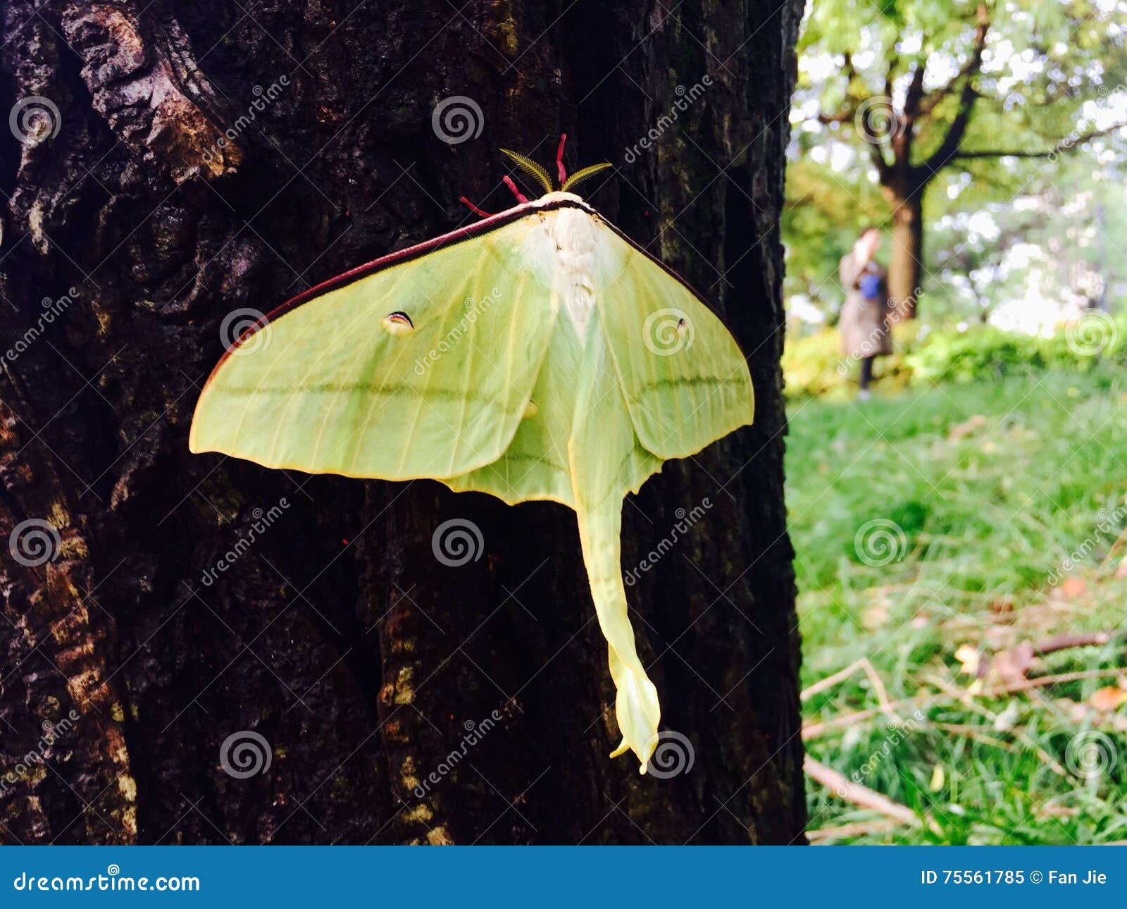 Moths stock image. Image of heavy, rain, trunk, green - 75561785