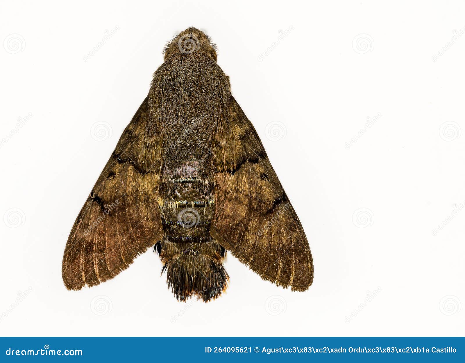 Moths, are Nocturnal Lepidoptera, on a White Background. Stock Image - Image of wild, wings ...