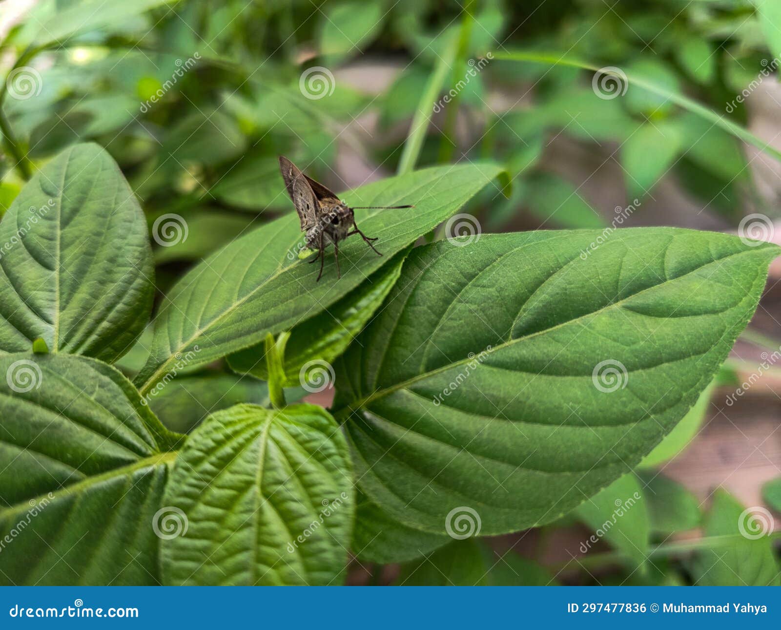 Moths are Sitting on the Leaves Stock Photo - Image of color, fresh ...