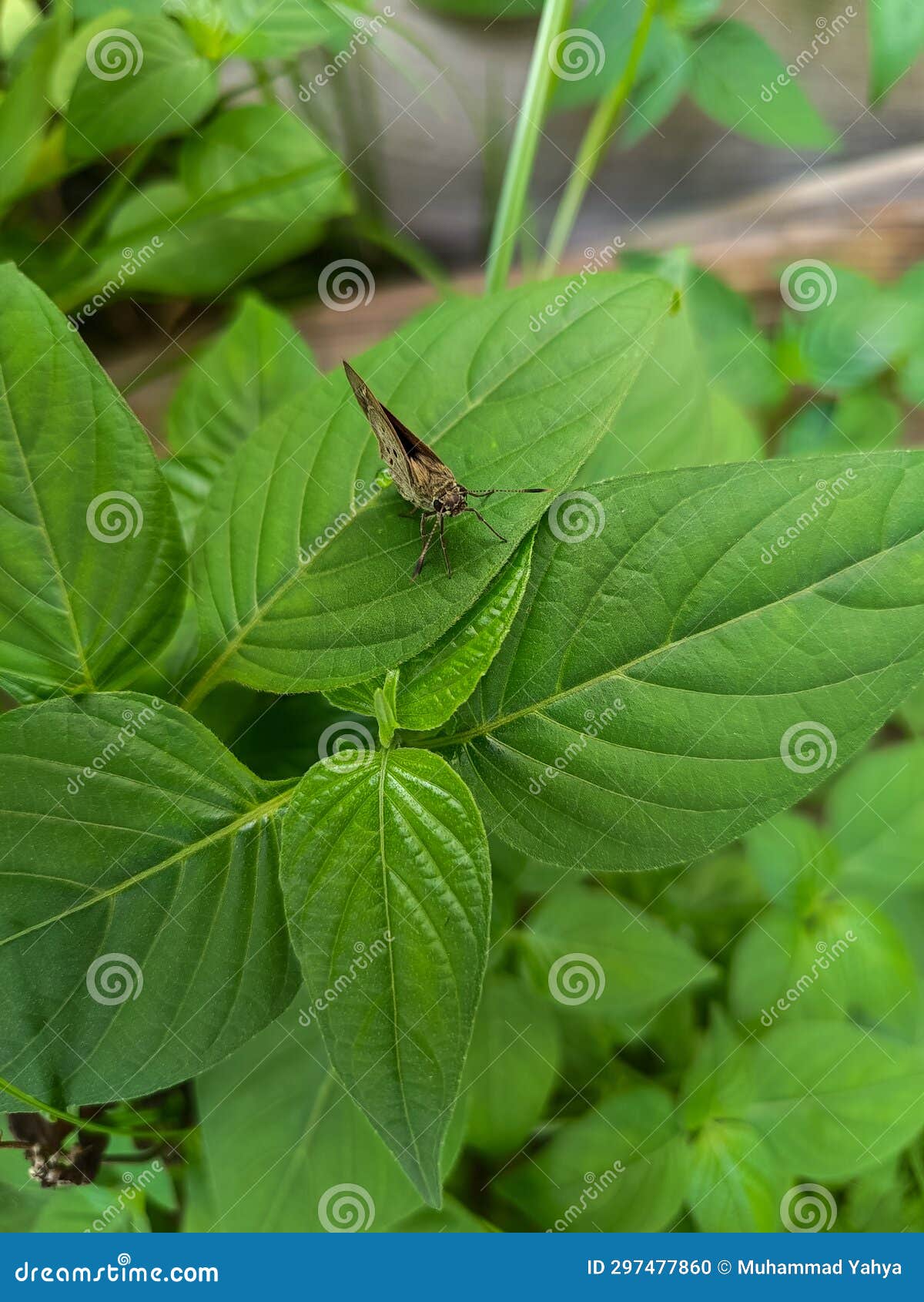 Moths are Sitting on the Leaves Stock Photo - Image of kupukupu ...