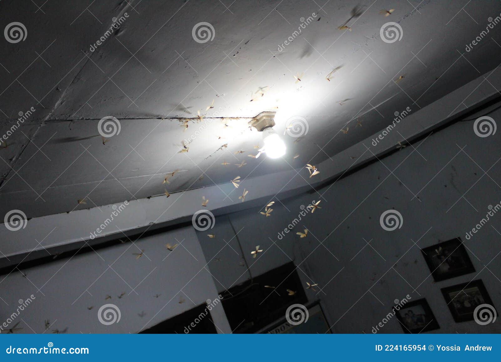 Insects looking for light stock photo. Image of wood - 224165954