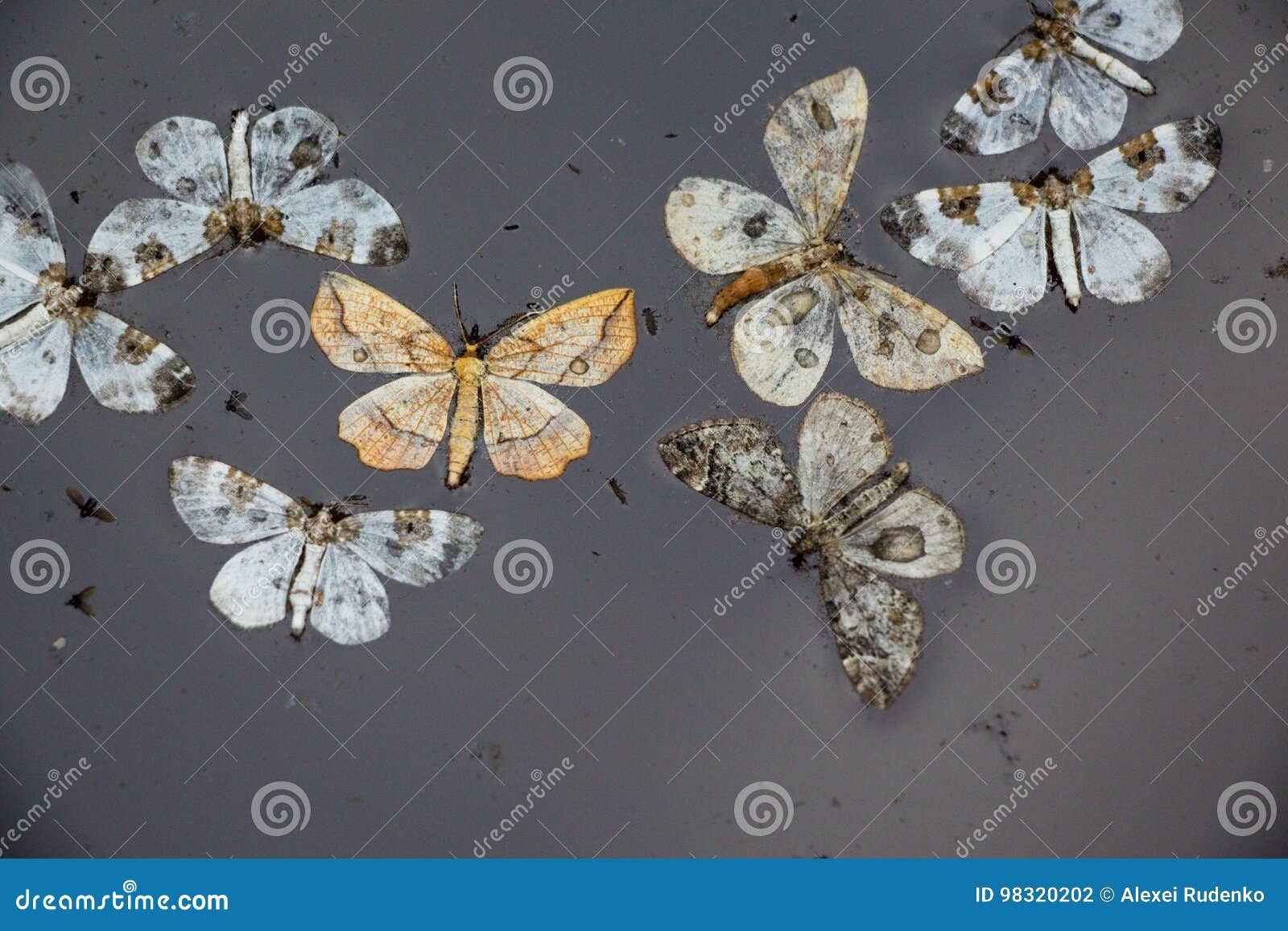 Moths in the water stock photo. Image of flying, fauna - 98320202