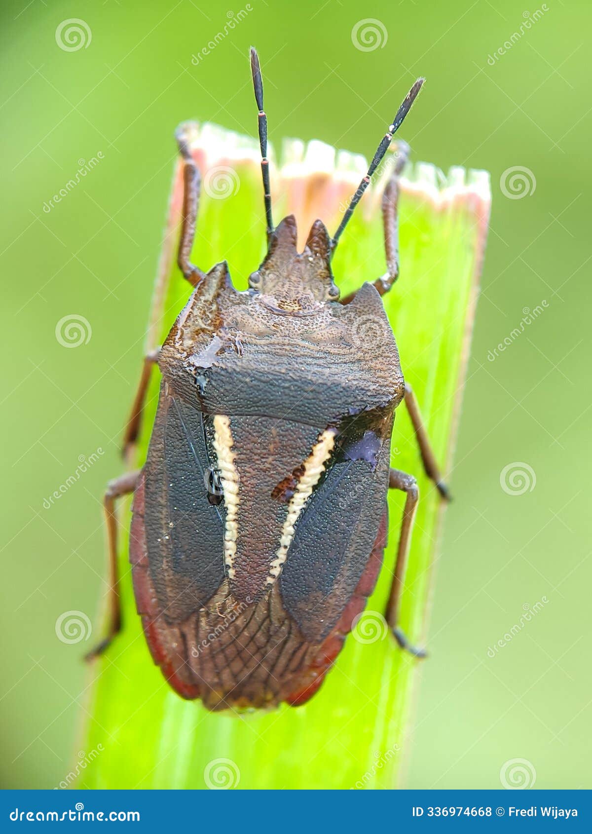 Motif Back Insect of Stink Bugs with Green Background Stock Photo ...
