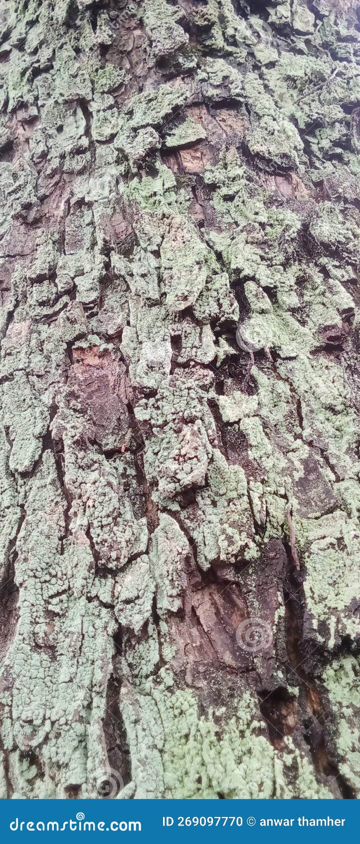 Motifs Formed on Tree Trunks Stock Photo - Image of motifs, trunks ...