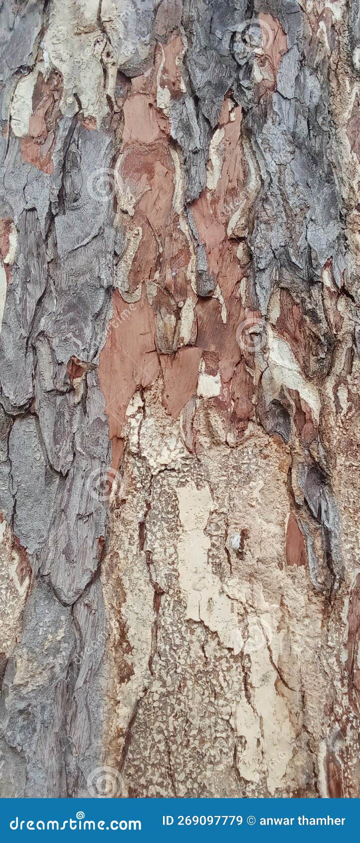 Motifs Formed on Tree Trunks Stock Image - Image of nature, wildlife ...